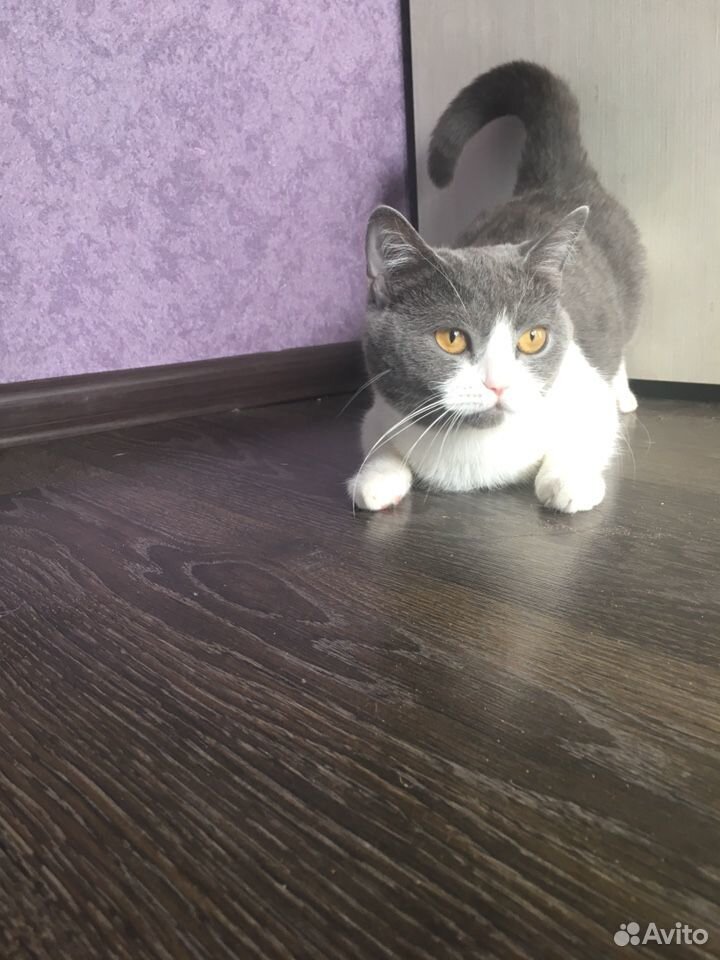 Кошка породы британец