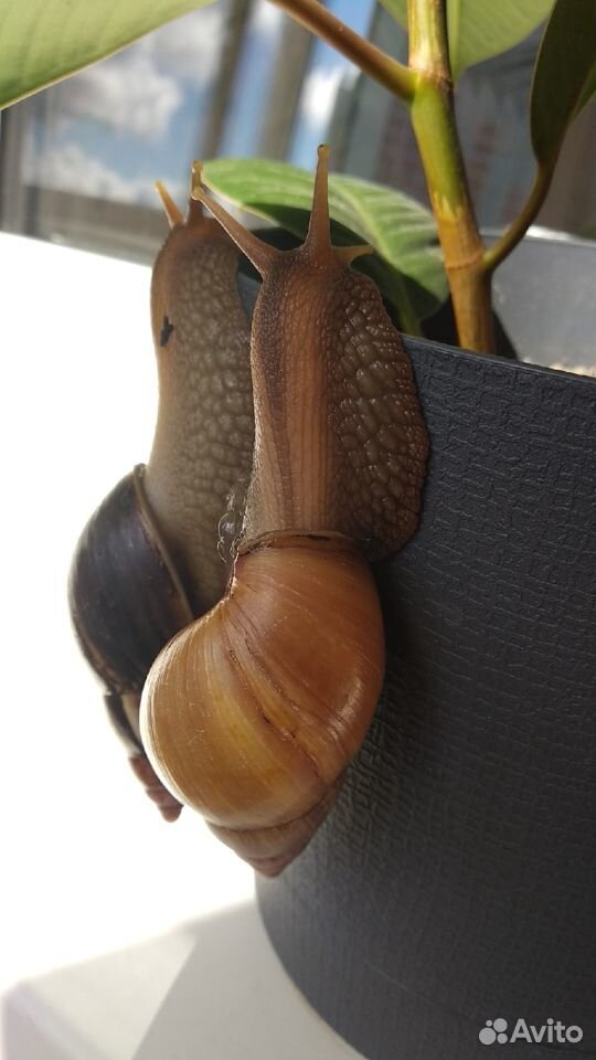 Улитки бесшумные домашние животные