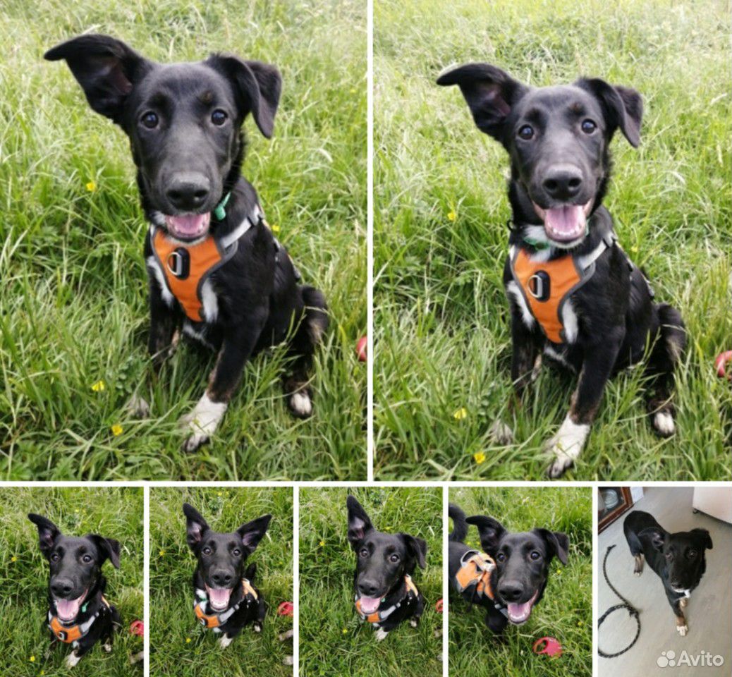 Милашка-щенок в дар