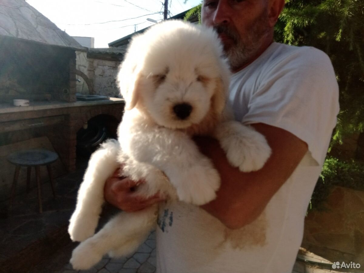 Южнорусская овчарка