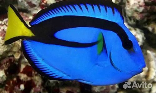 Морские рыбы