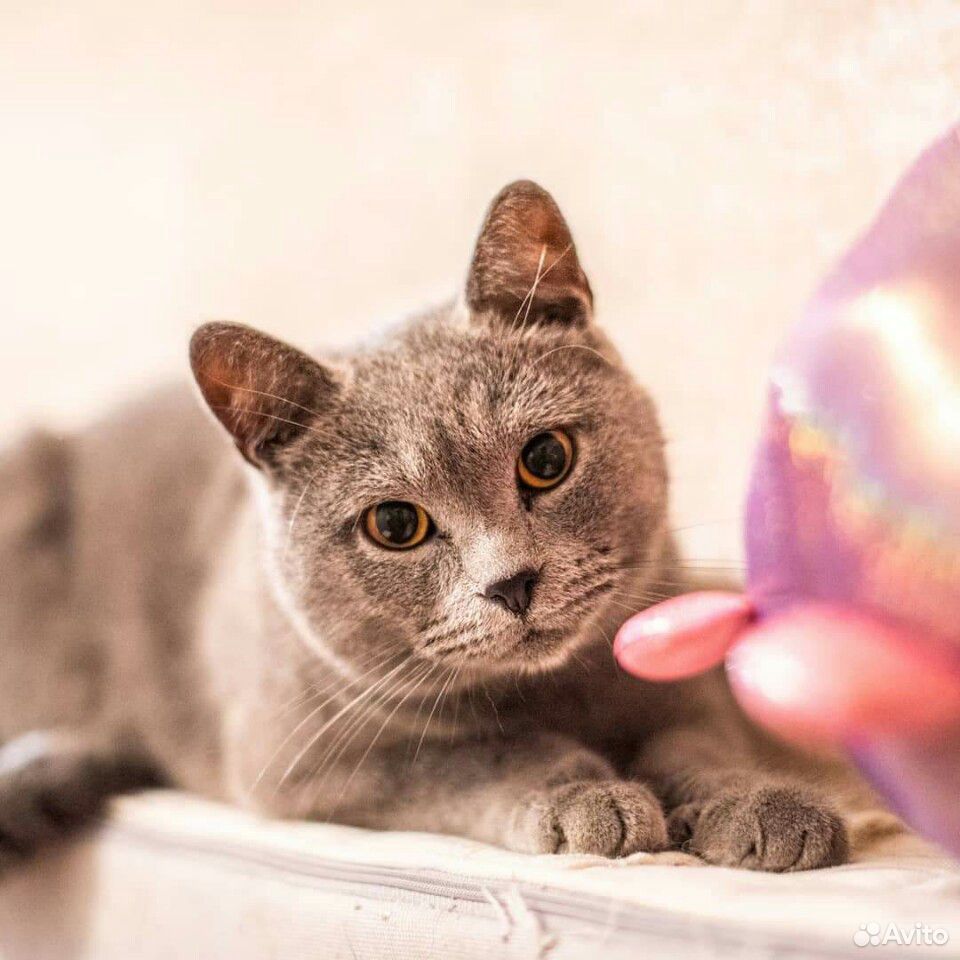 Каплан котямба