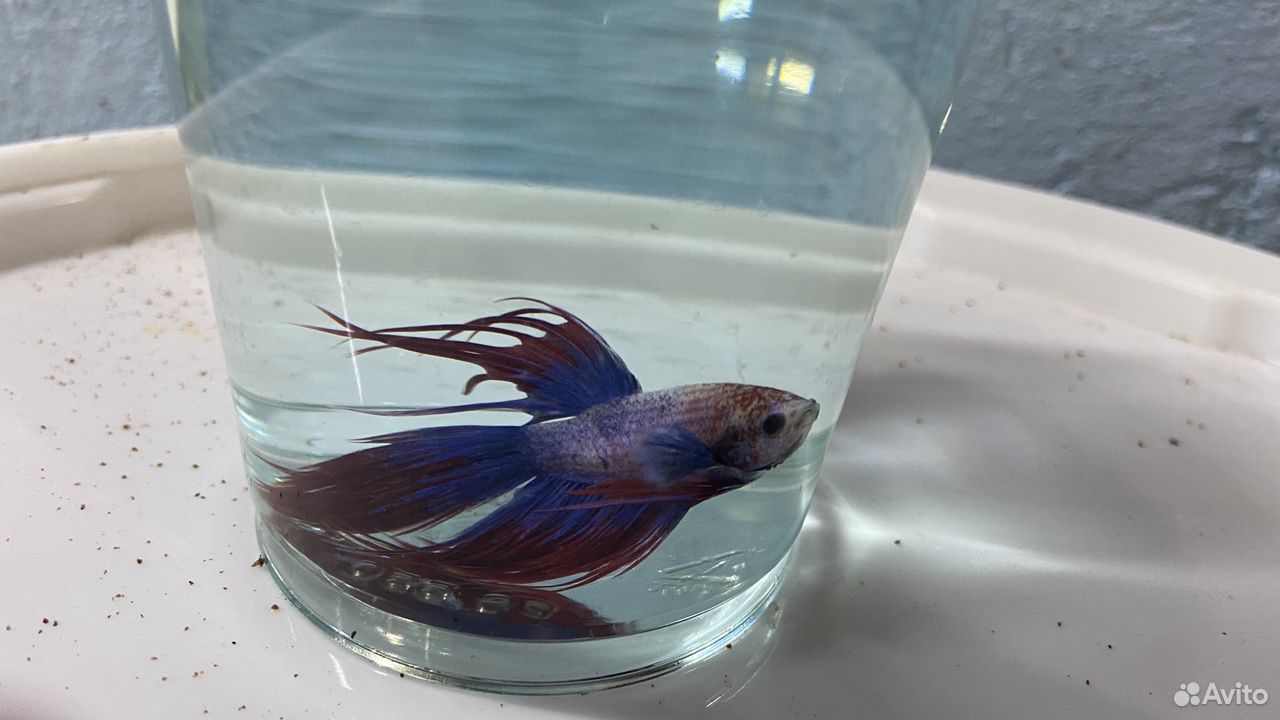 Петушок коронохвостый мультиколор