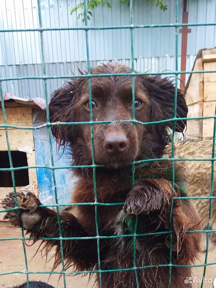 Собачка (шоколадный цвет)