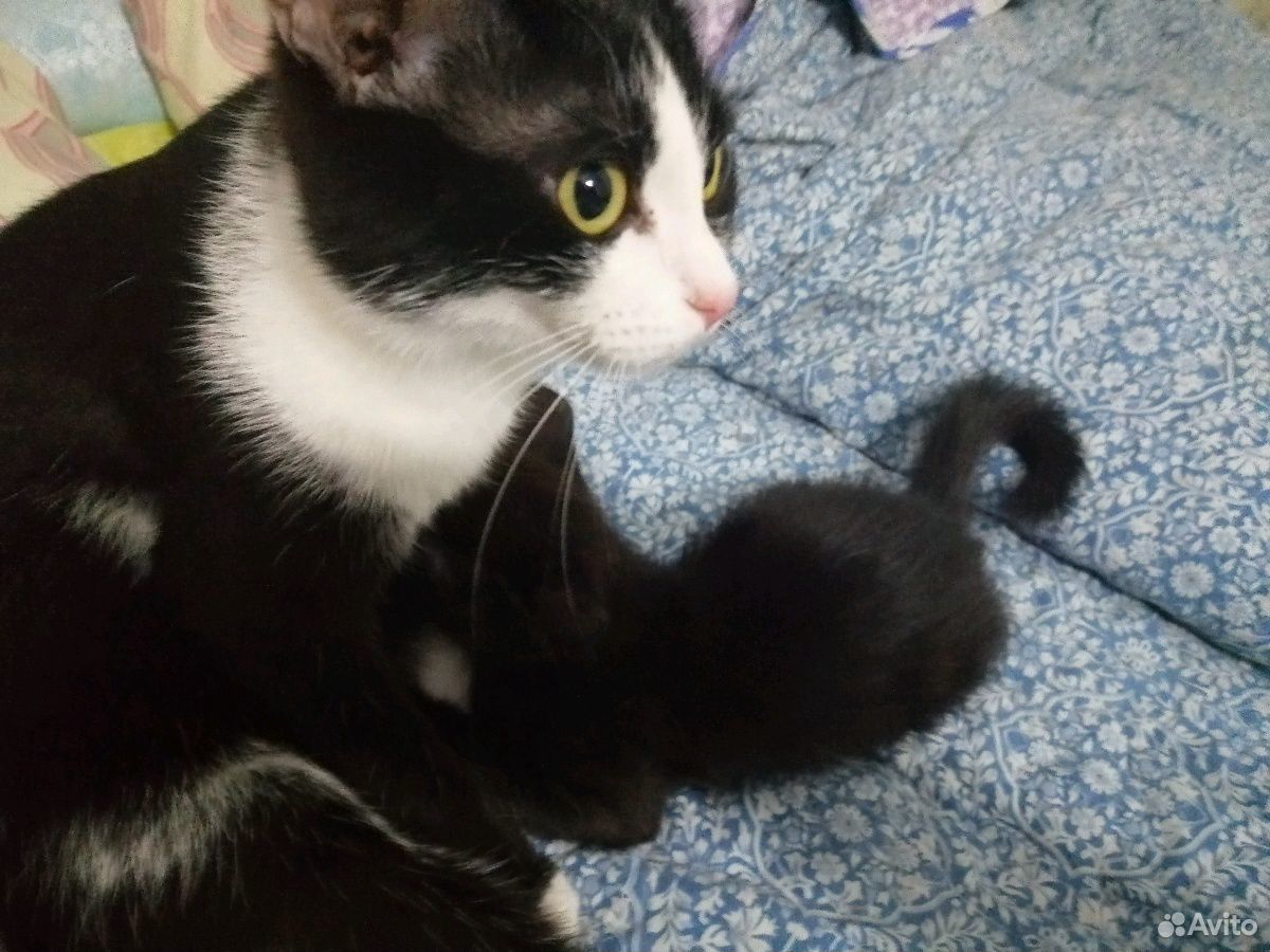 Котенок