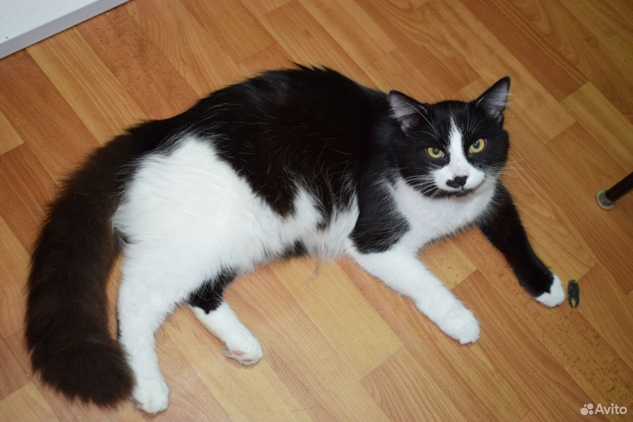 Котик Монти 1 год