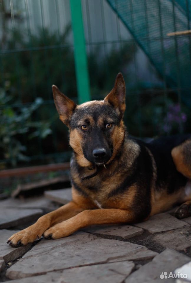 Отдам щенка, собаку помесь овчарки