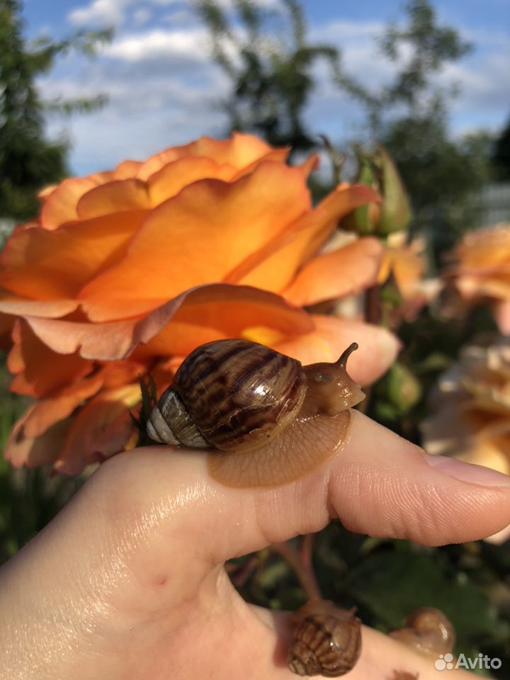Улитки Ахатины