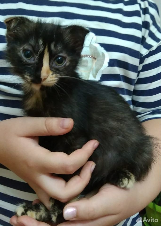 Котенок в добрые руки