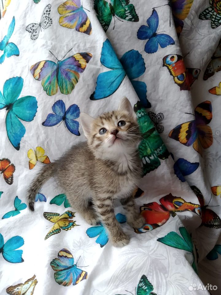 Cибирские котята - помесь с доставкой