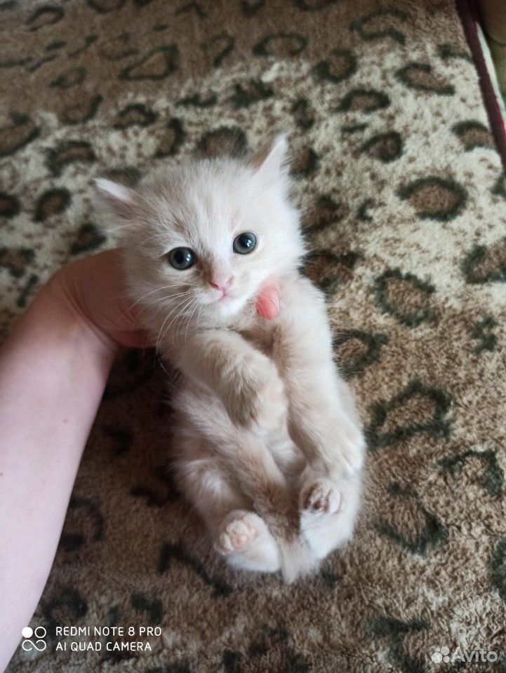 Пушок ищет семью