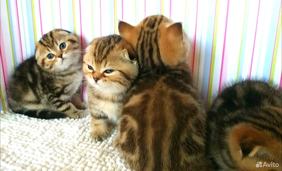 Шотландские Котята-Плюшевые Очаровашки, Тигрята, М