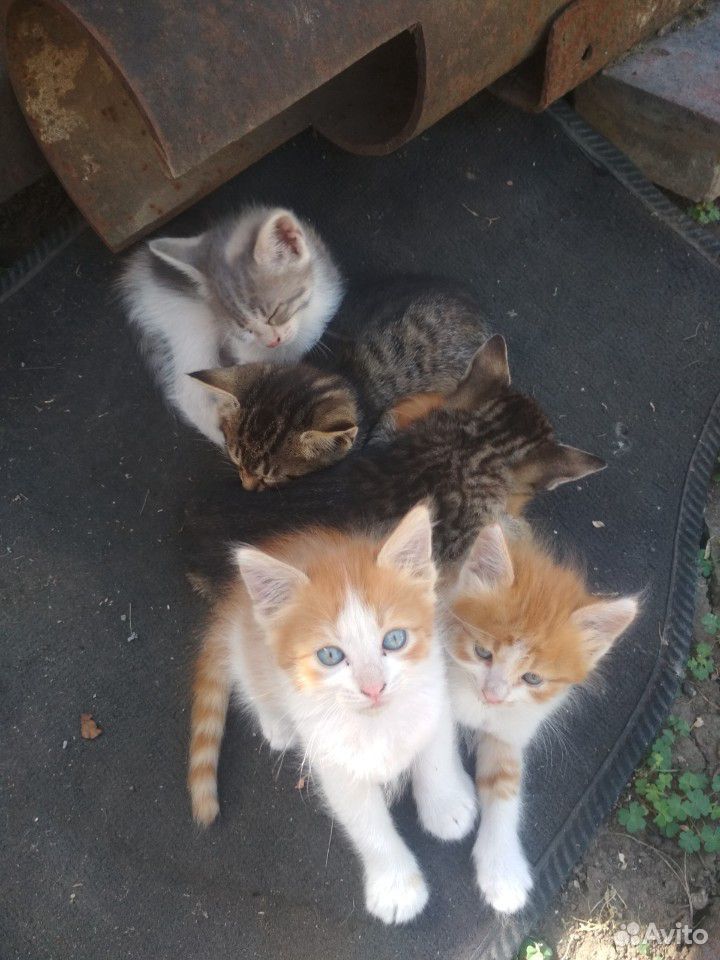 Котята