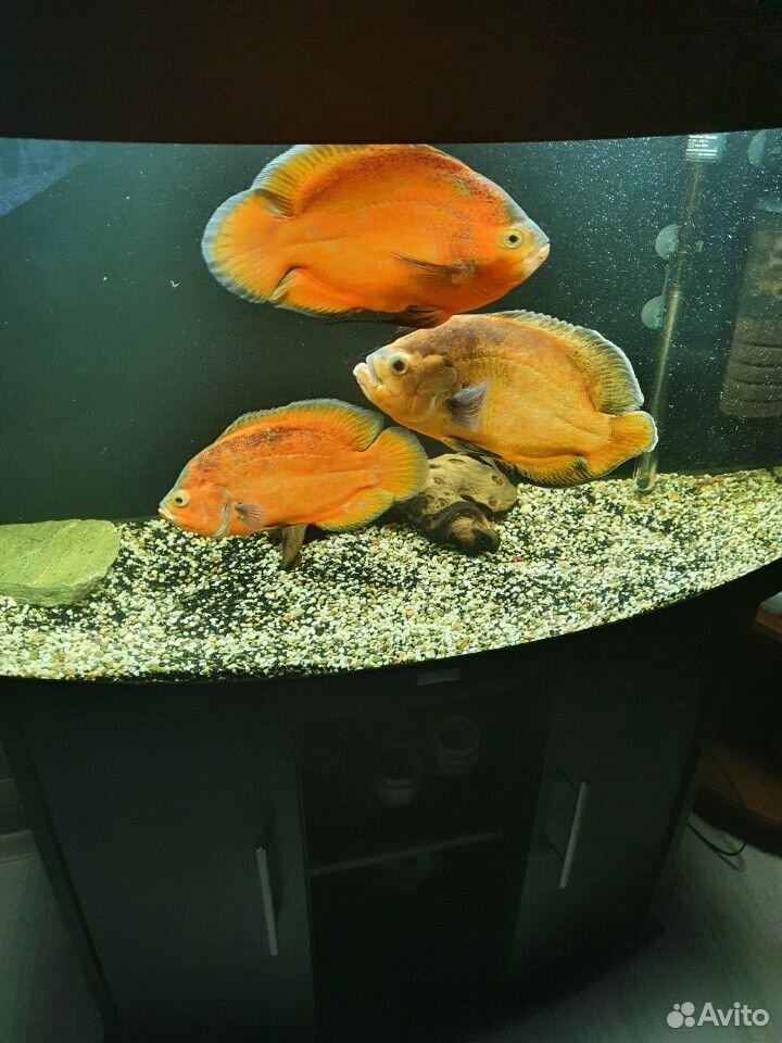 Украшение для аквариума