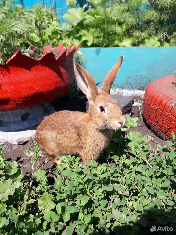 Кролики для разведения