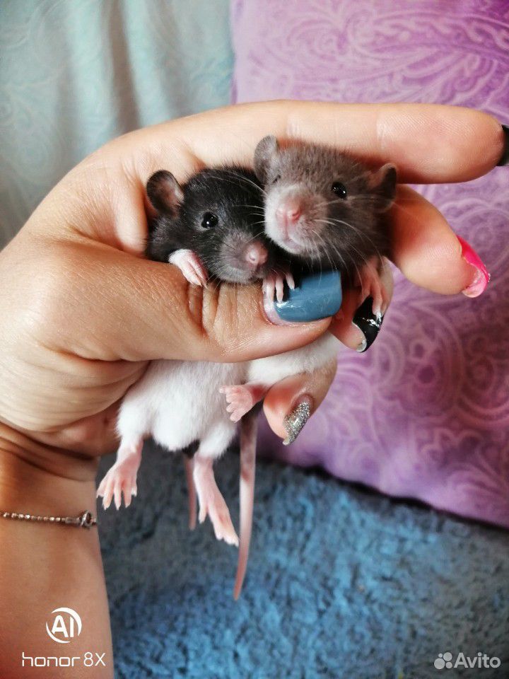 Крысята крыски крысы