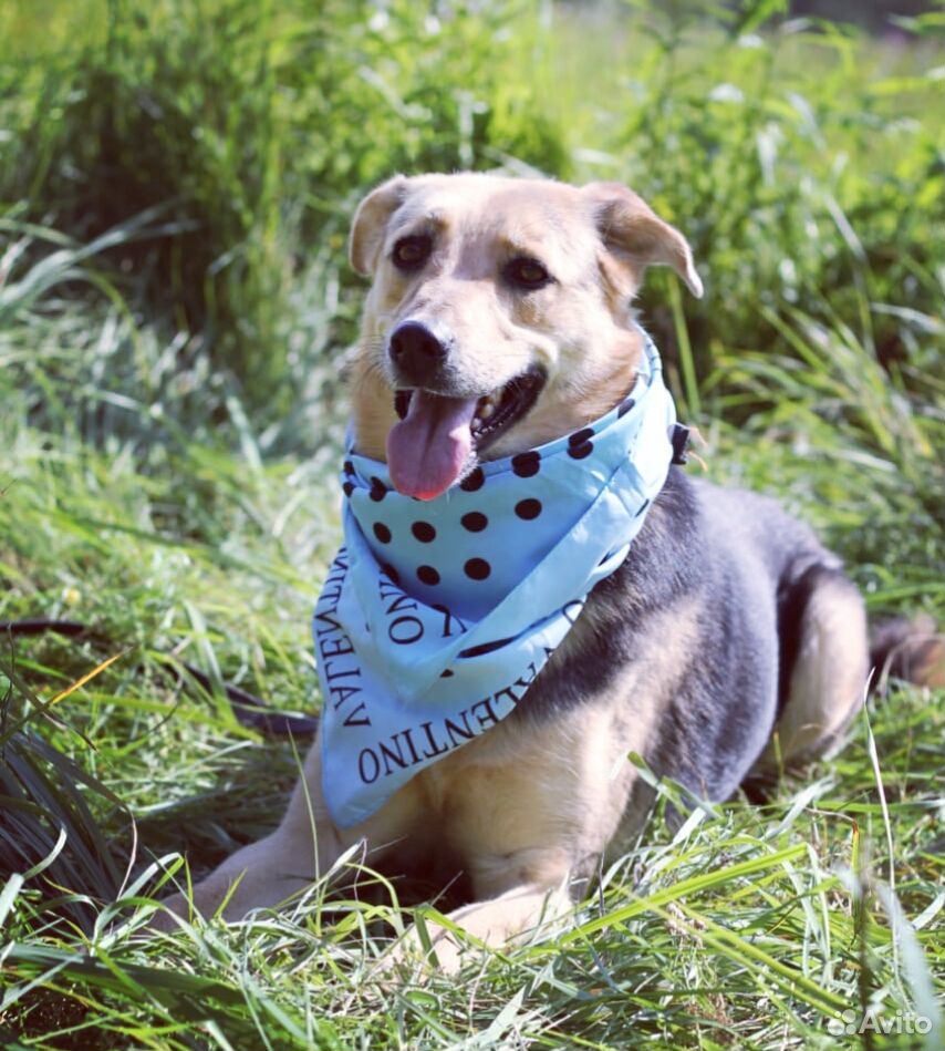 Красавица Шелли ищет дом