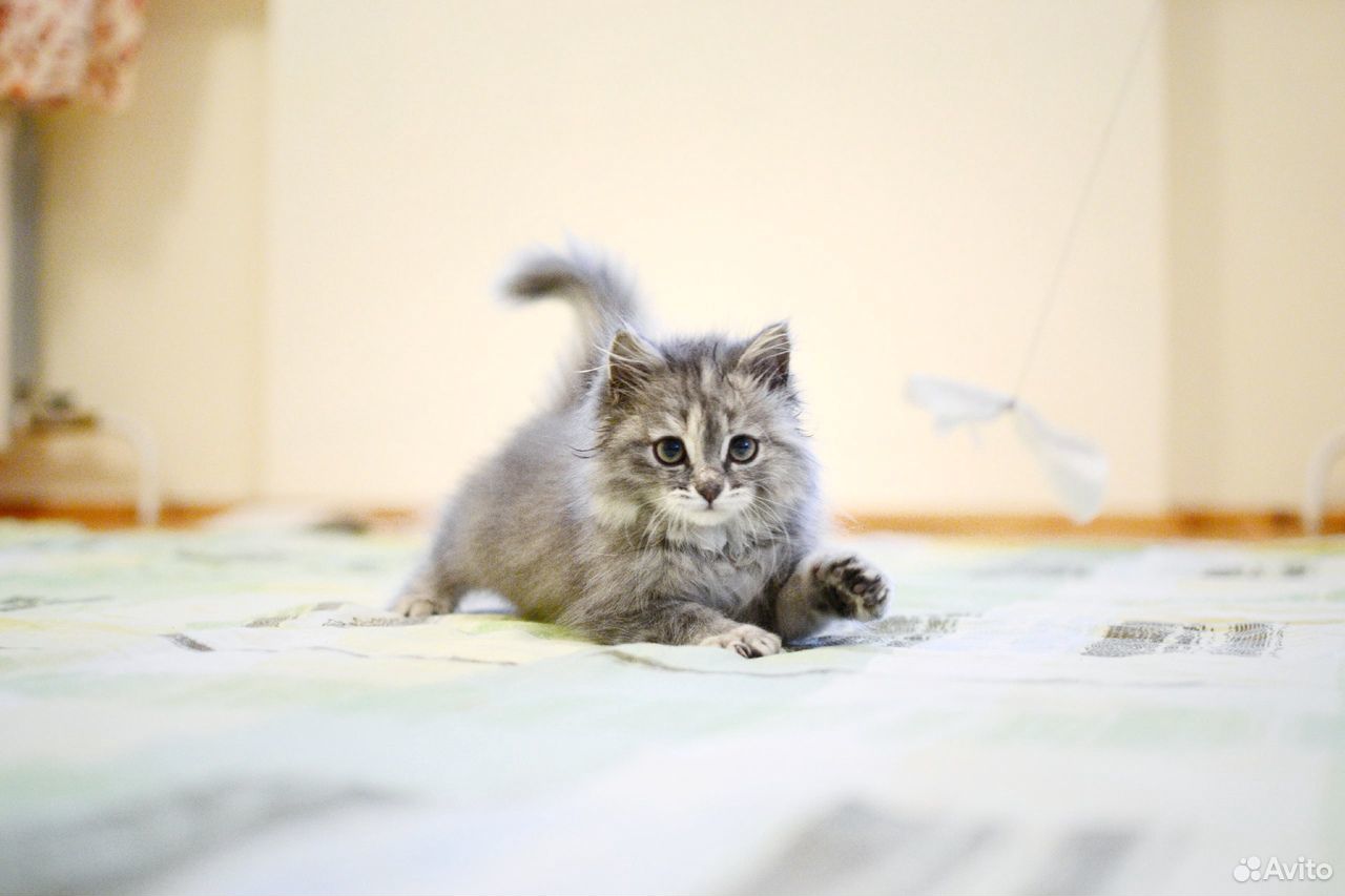 Сибирская кошечка 2 месяца