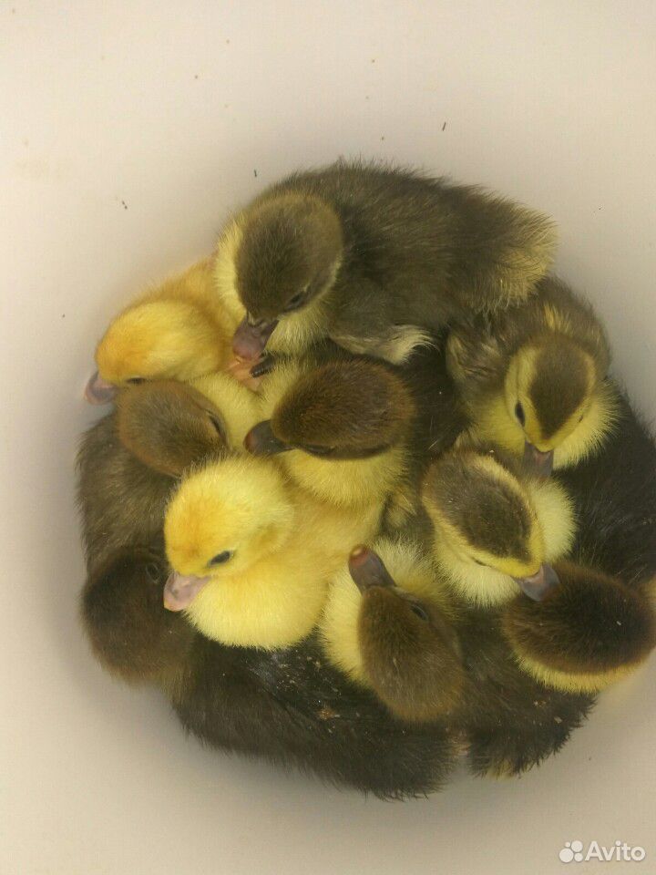 Мускусные утята голубые, лаванда, черно- белые