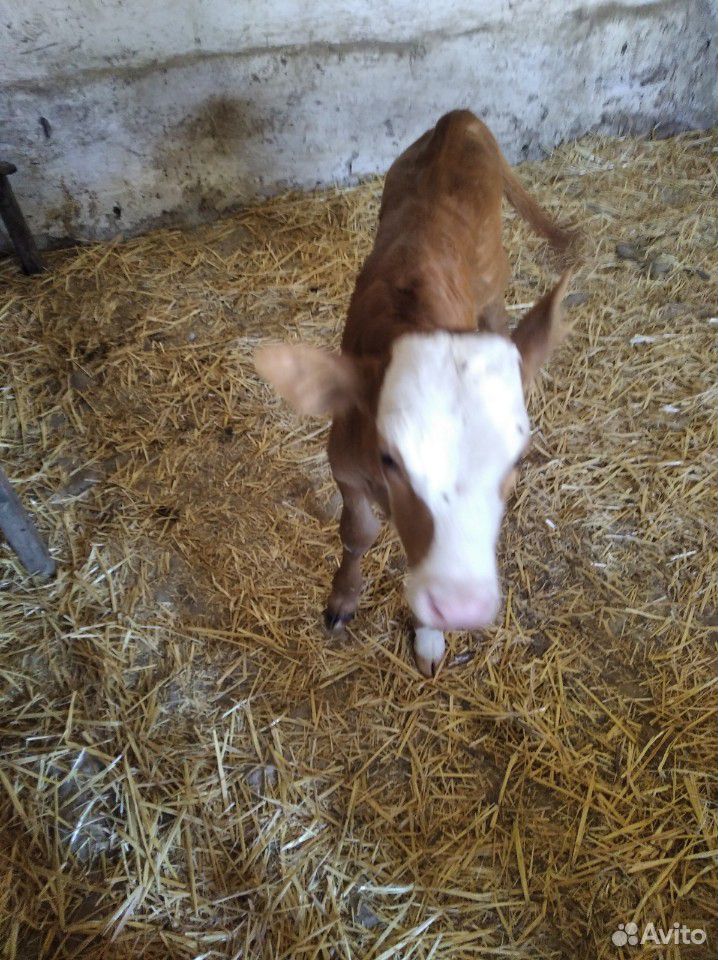 Бычёк месячный 13000 тысяч