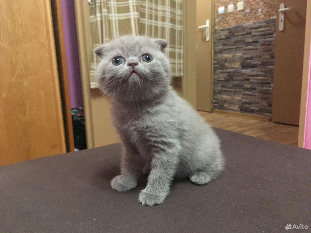 Продаются котята