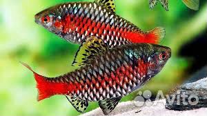 Барбус одесский. Алый барбус