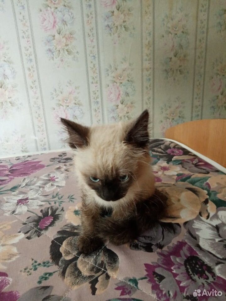 Котик сиамский