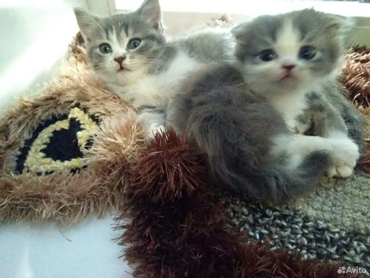 Шотландская помесь перс