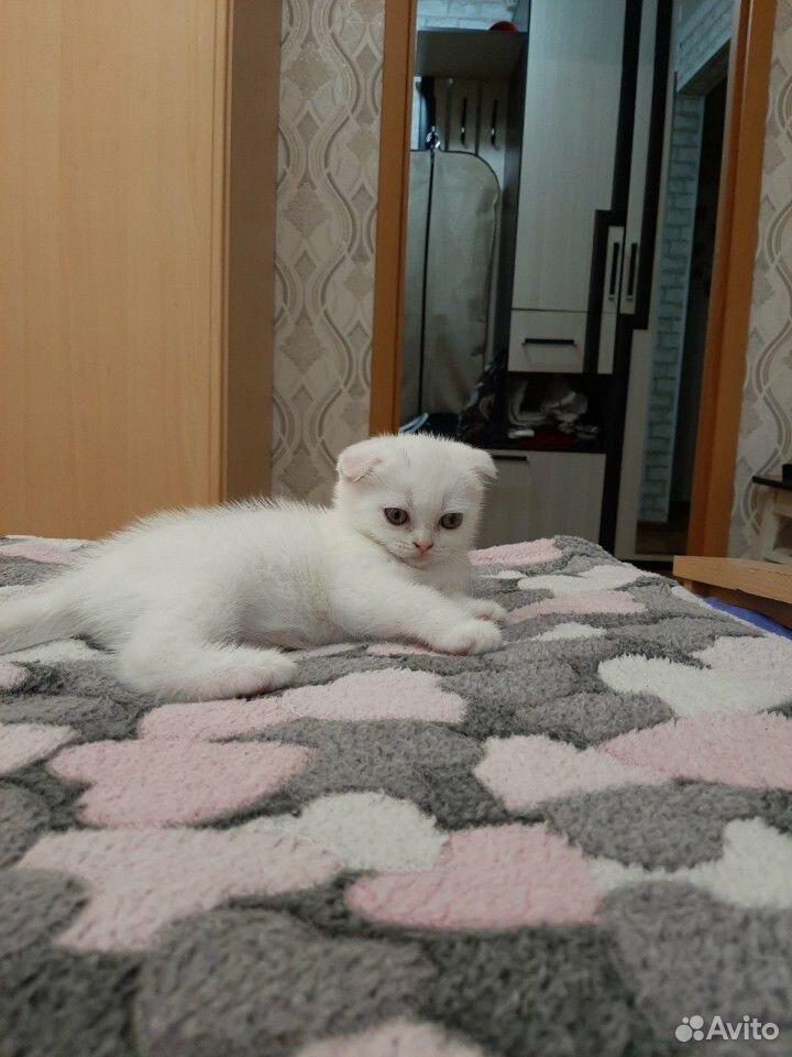 Шотландские вислоухие котята