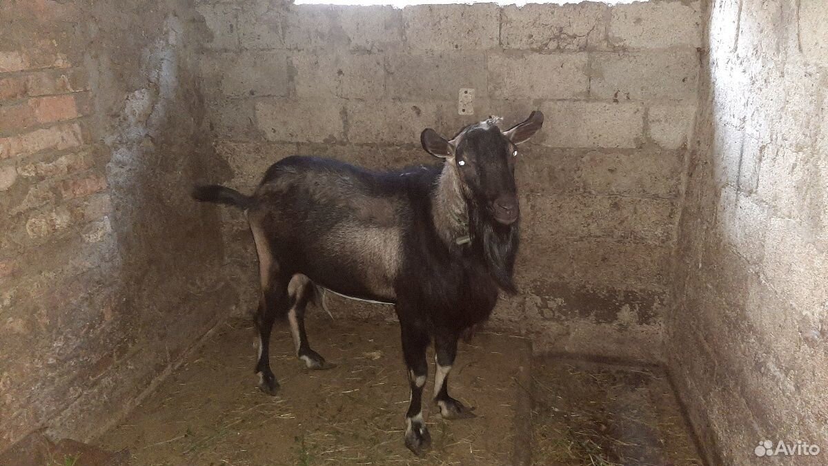 Козел заненский