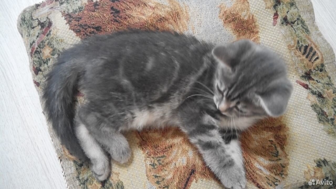 Шотландские киски