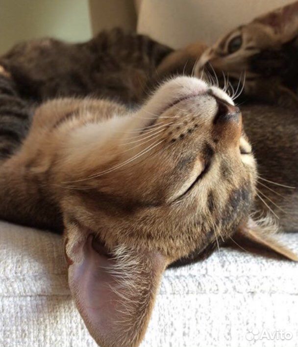 Котята от аббисинского кота