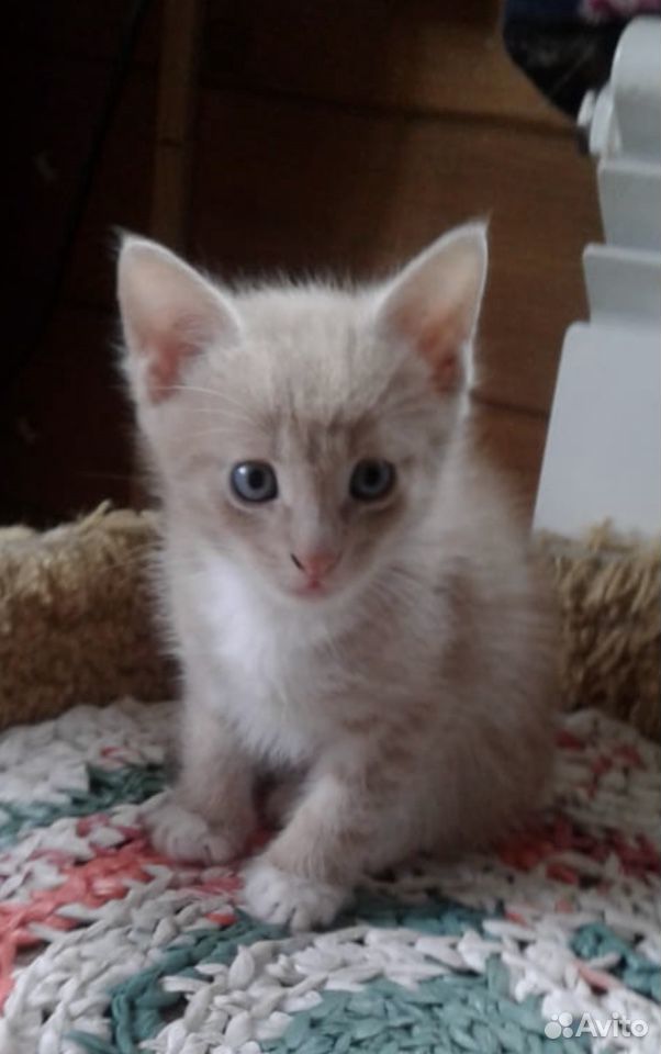 Милые котята Миша и Тиша 1,5 месяца в добрые руки