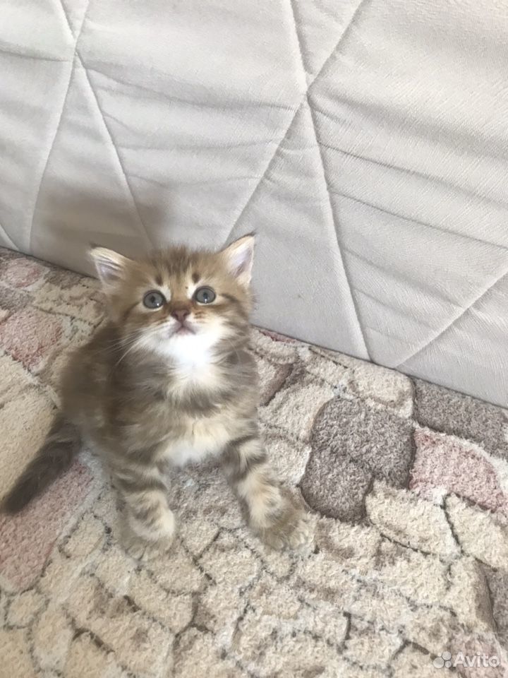 Прелесть-котята помесь Сибирская+ Вислоухий шотлан