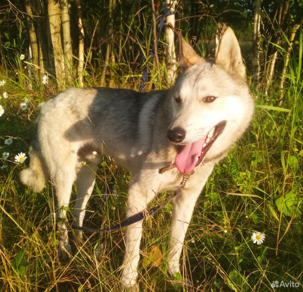Дик Кобель лайка 1 год