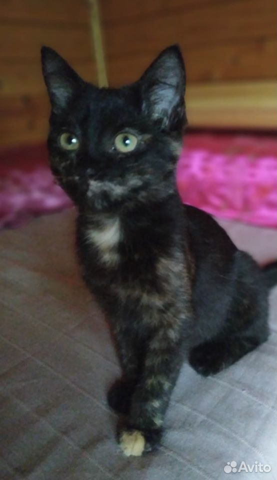 Котёнок черепахового окраса Джессика 3 месяца в до