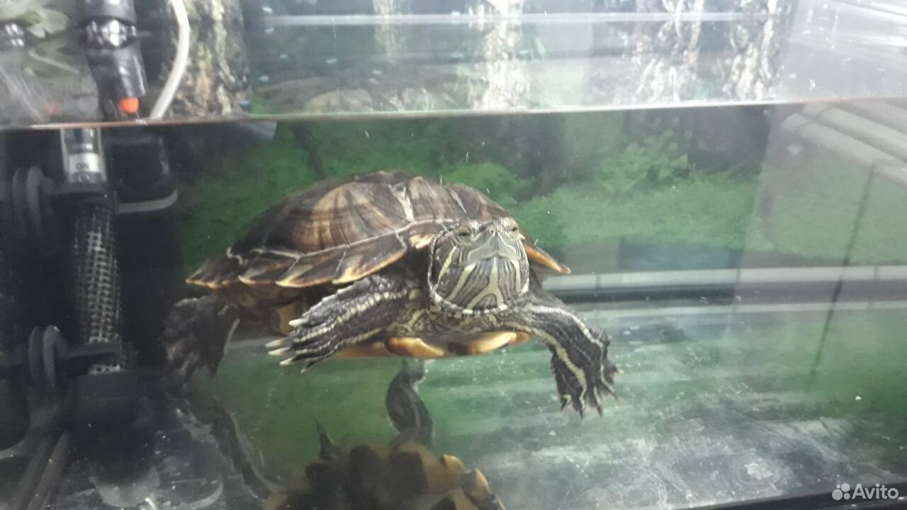 Черепаха с аквариумом в добрые руки
