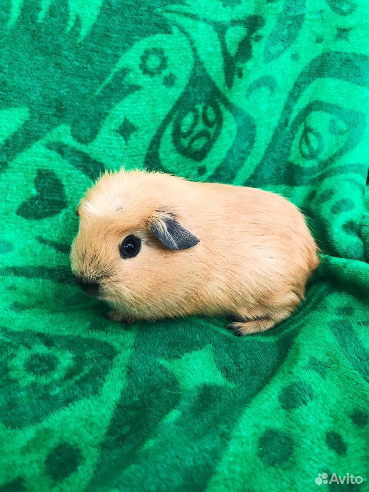 Морская свинка