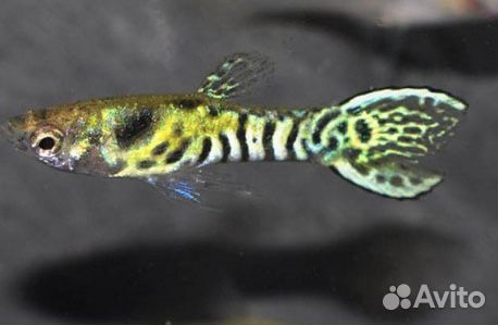 Гуппи Эндлера Тигр