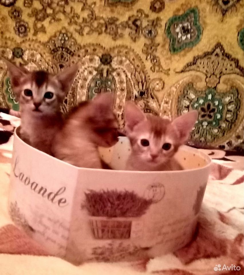 Абиссинские котята