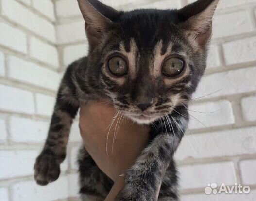 Уголёк мальчик