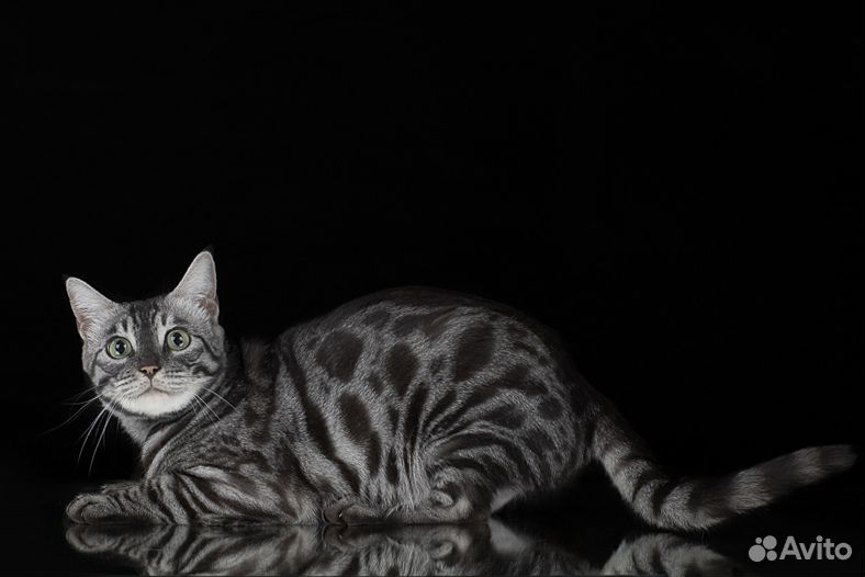 Взрослая бенгальская кошка редкого окраса