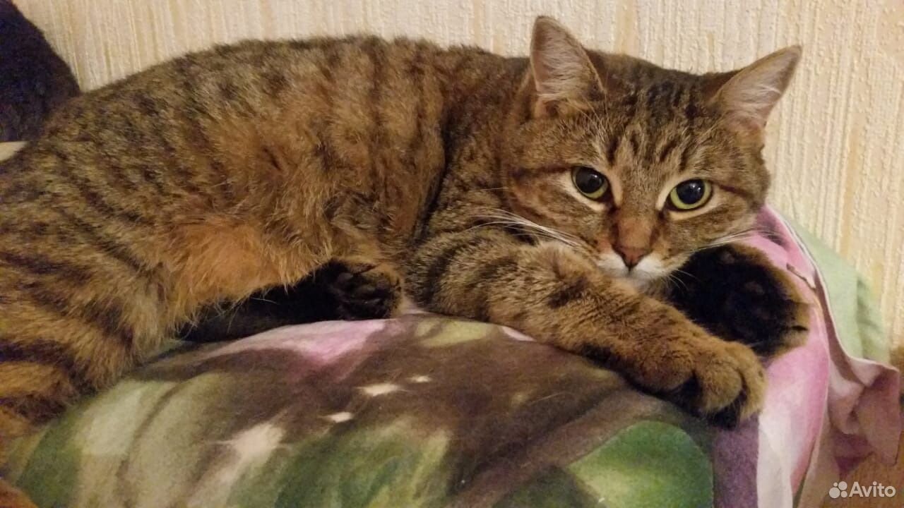 Кошечка в добрые руки