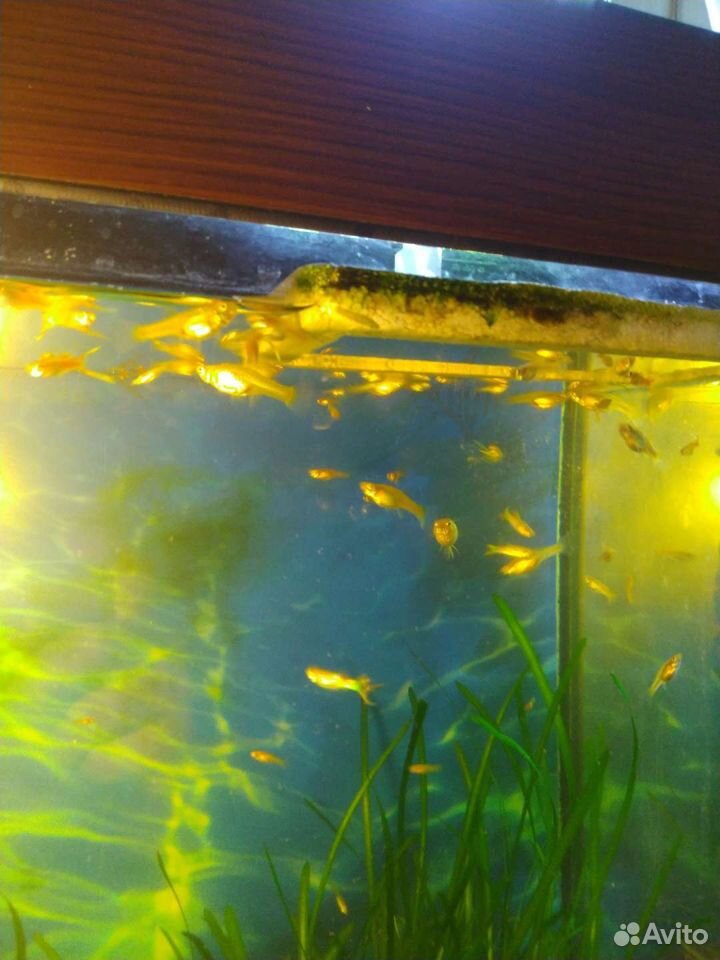 Продаю гуппи Голд