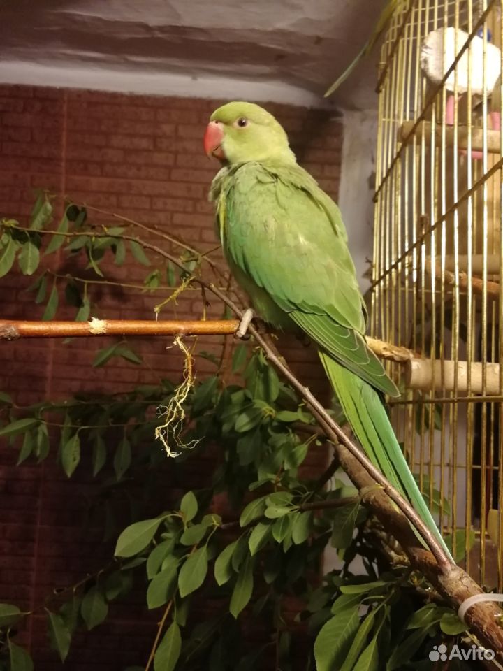 Ожереловый попугай, птенчики