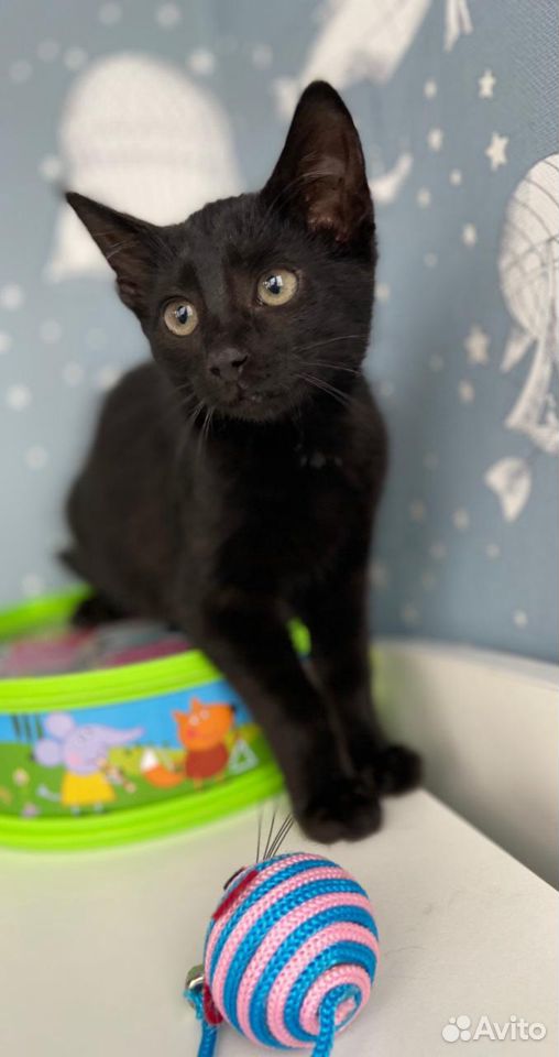 Черри нужна мама