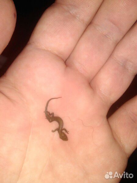 Ящерицы - молодняк цена за 2 шт
