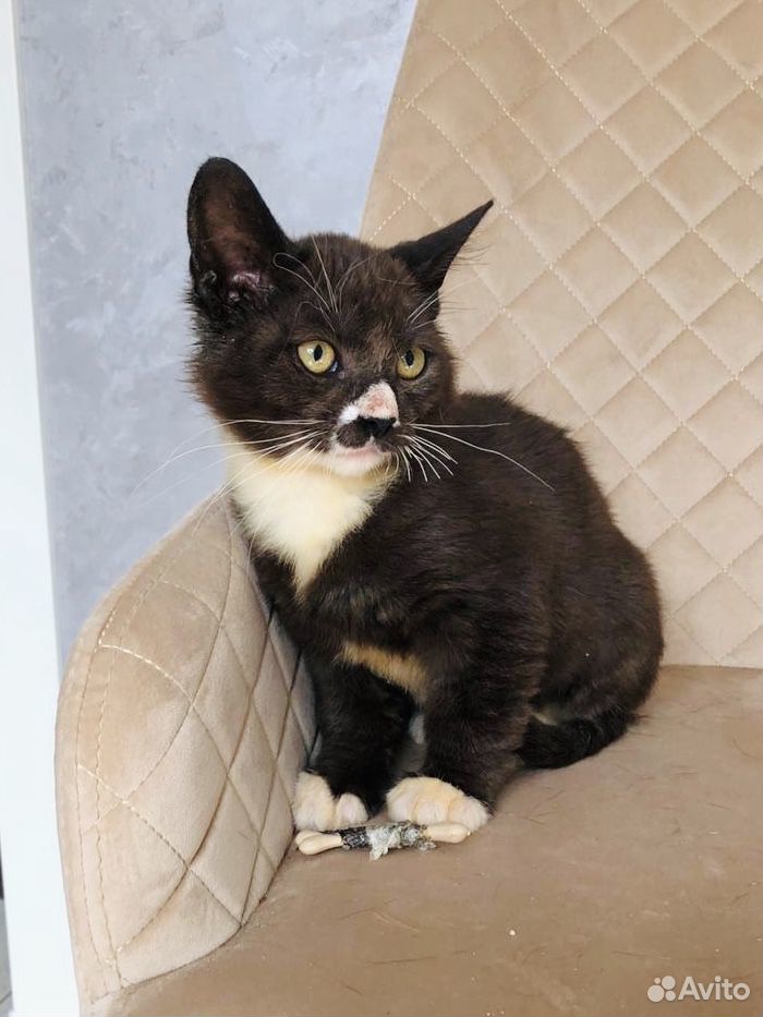 Котёнок 2,5 мес в дар