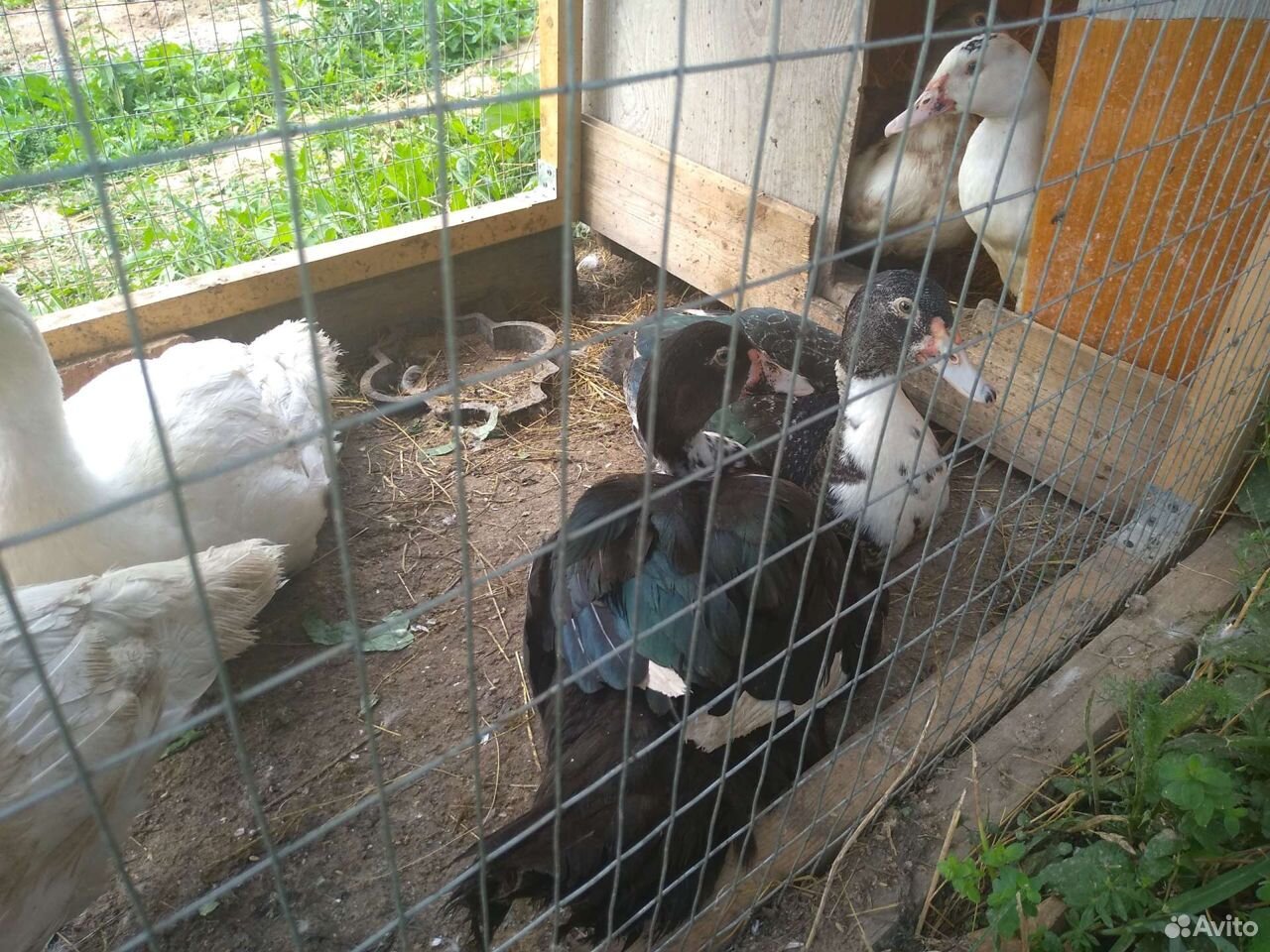 Селезень индоутки