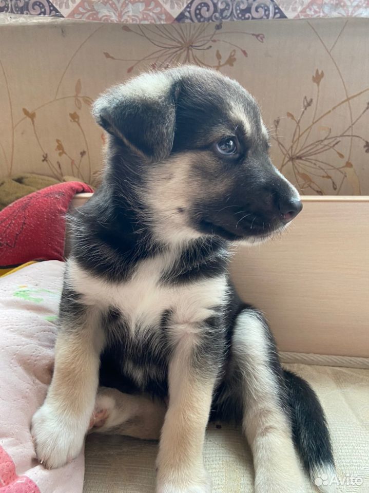 Замечательный щенок для семьи с детьми